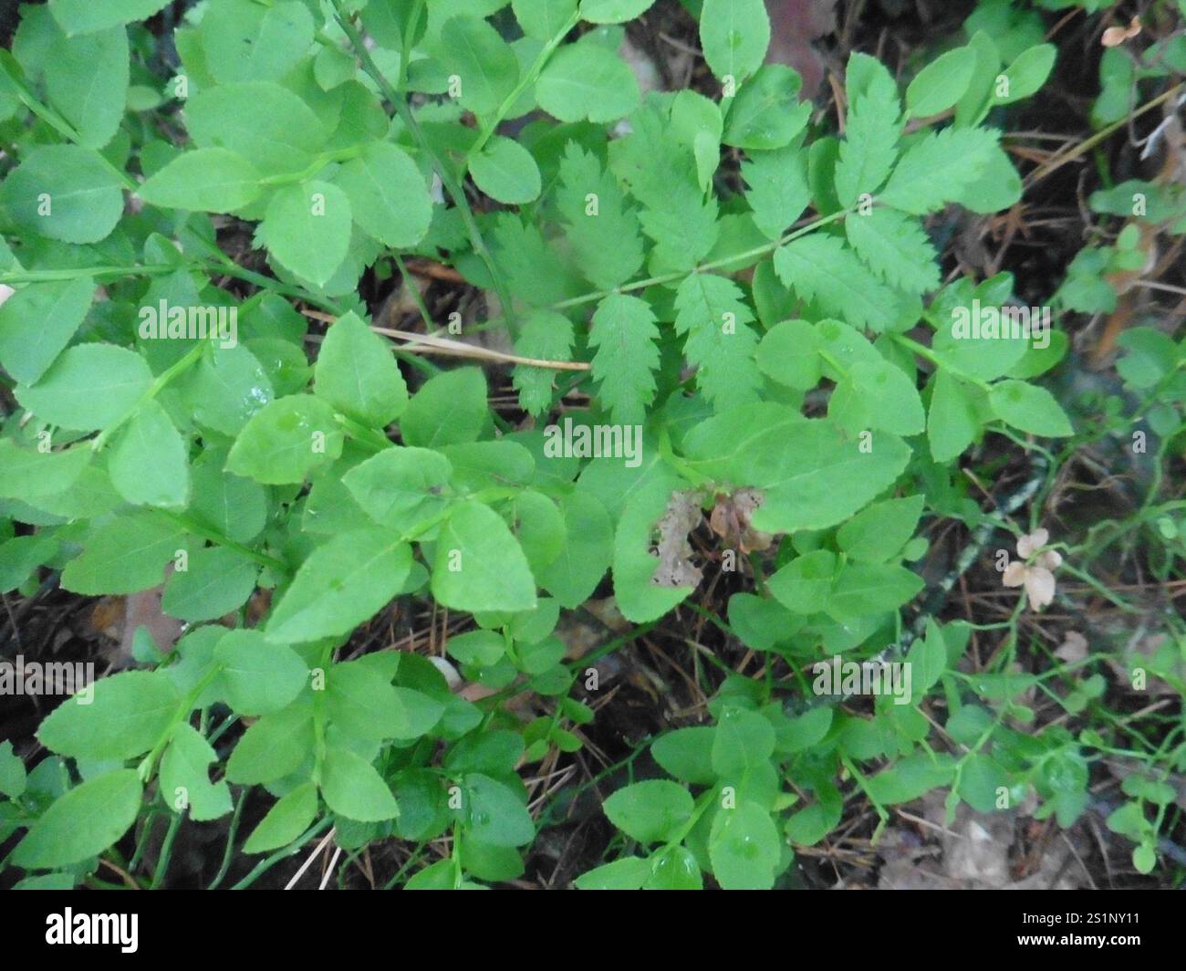 common bilberry (Vaccinium myrtillus Stock Photo - Alamy