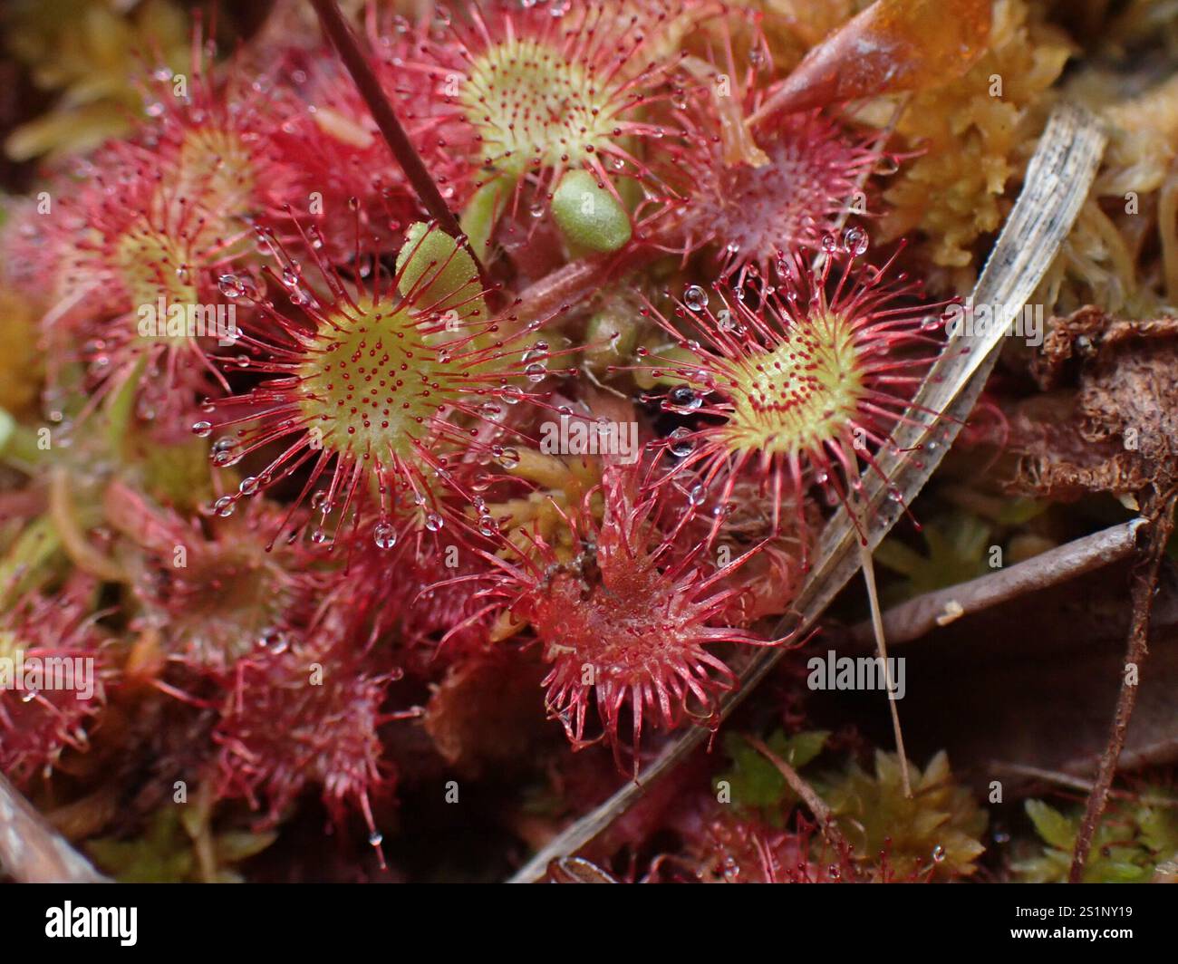 round-leaved sundew (Drosera rotundifolia Stock Photo - Alamy
