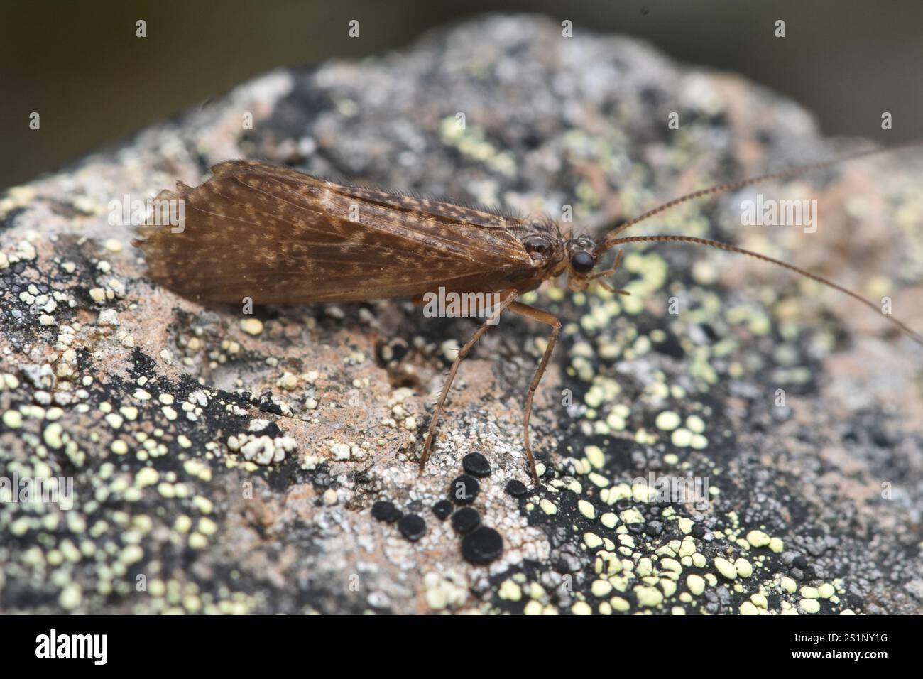 Northern Caddisflies (Limnephilidae Stock Photo - Alamy