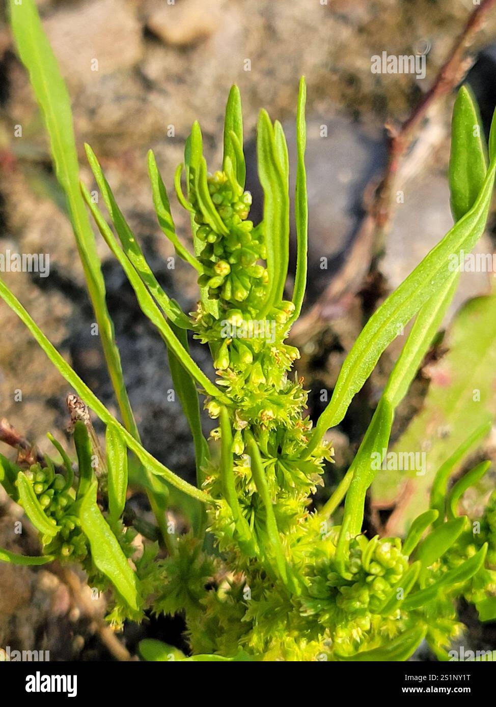 golden dock (Rumex fueginus Stock Photo - Alamy