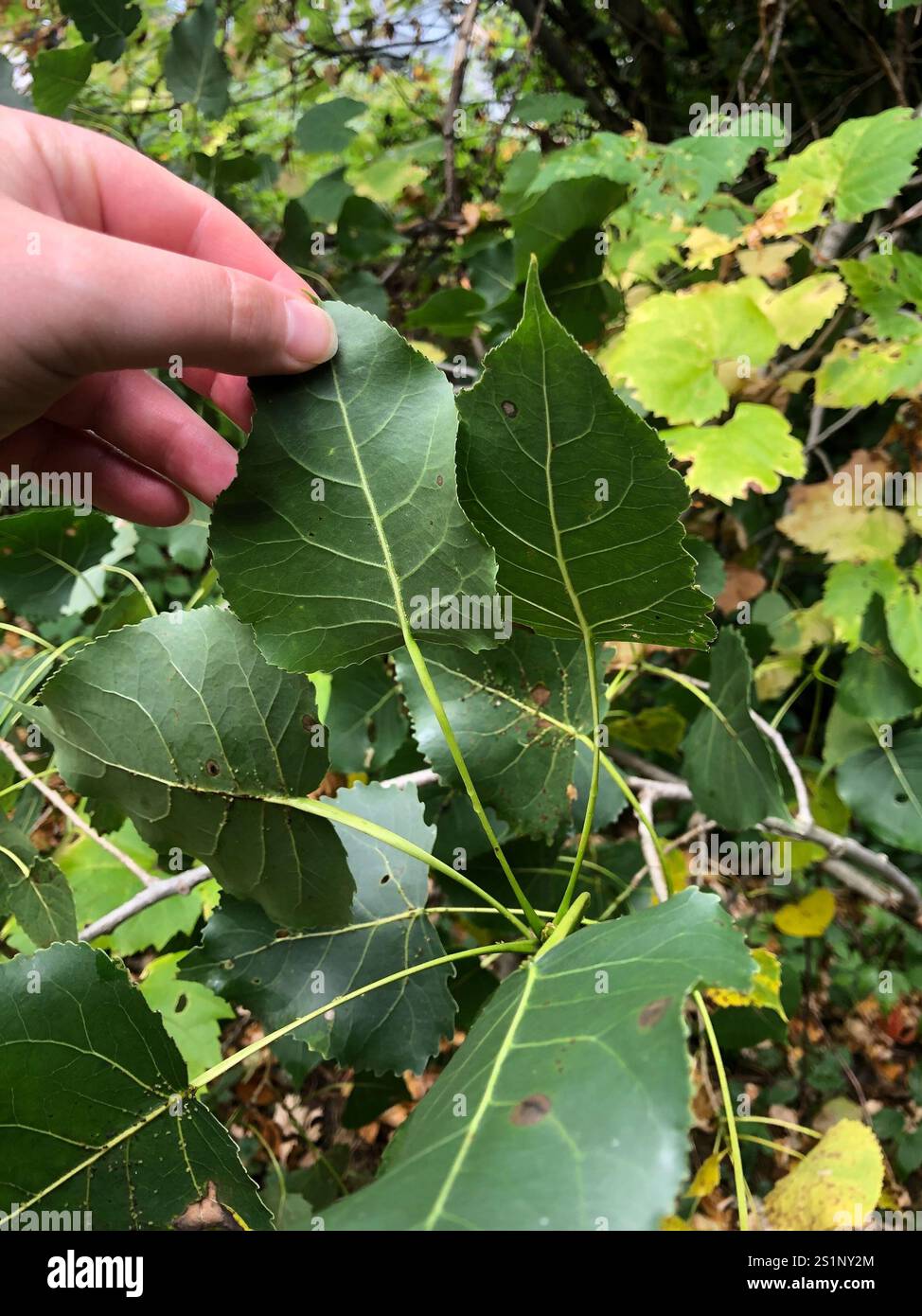Eastern Cottonwood (Populus deltoides Stock Photo - Alamy