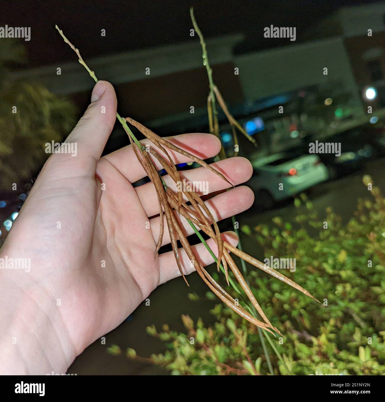 Phasey Bean (Macroptilium lathyroides Stock Photo - Alamy
