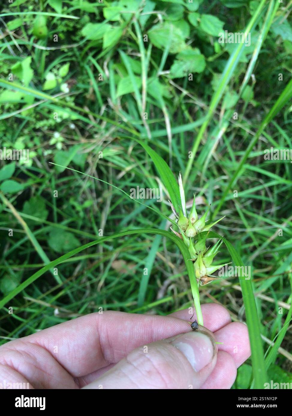 hop sedge (Carex lupulina Stock Photo - Alamy
