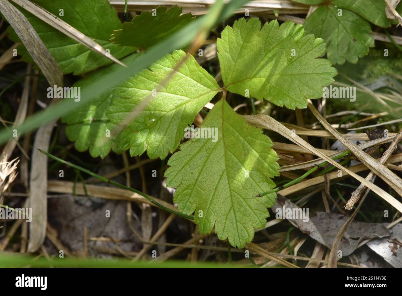 Arctic raspberry (Rubus arcticus Stock Photo - Alamy