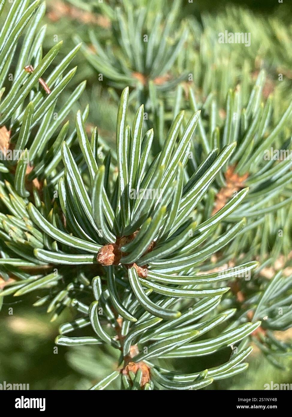 white spruce (Picea glauca Stock Photo - Alamy