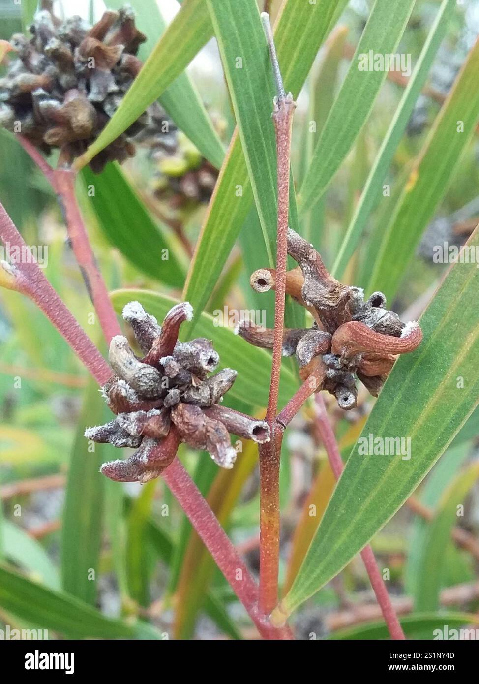 Rooikrans hi-res stock photography and images - Alamy