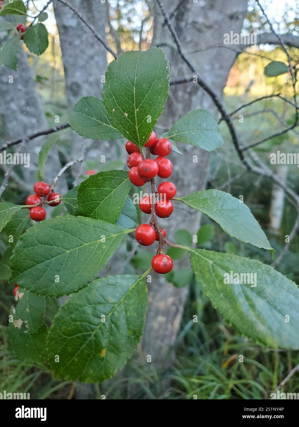 winterberry holly (Ilex verticillata Stock Photo - Alamy