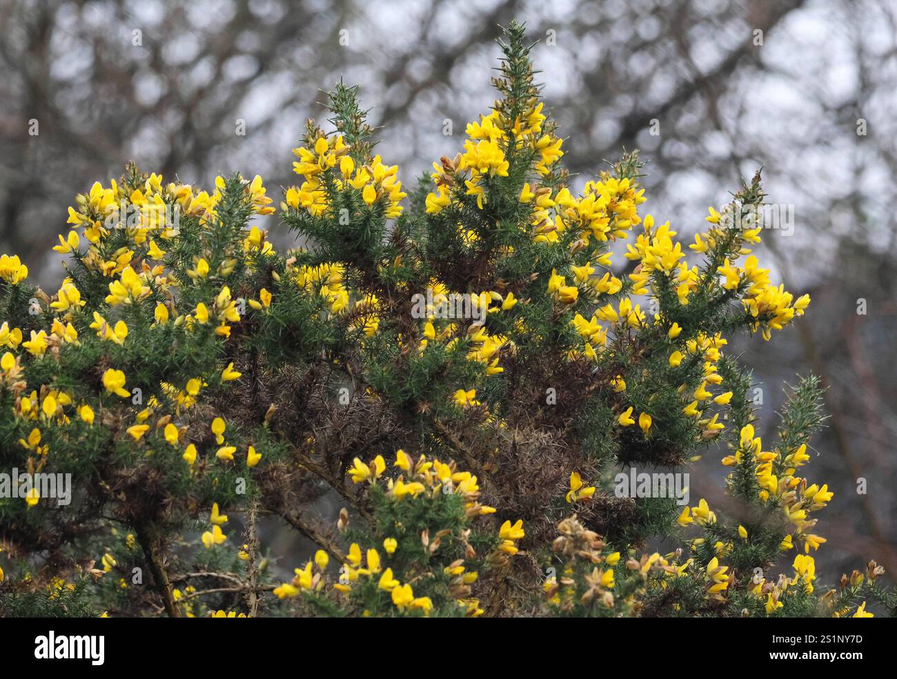 Lough neagh january 2025 hi-res stock photography and images - Alamy