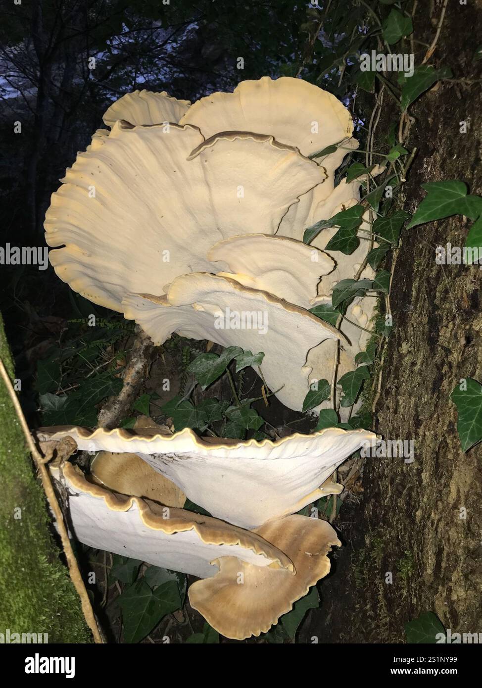 Giant Polypore (Meripilus giganteus Stock Photo - Alamy