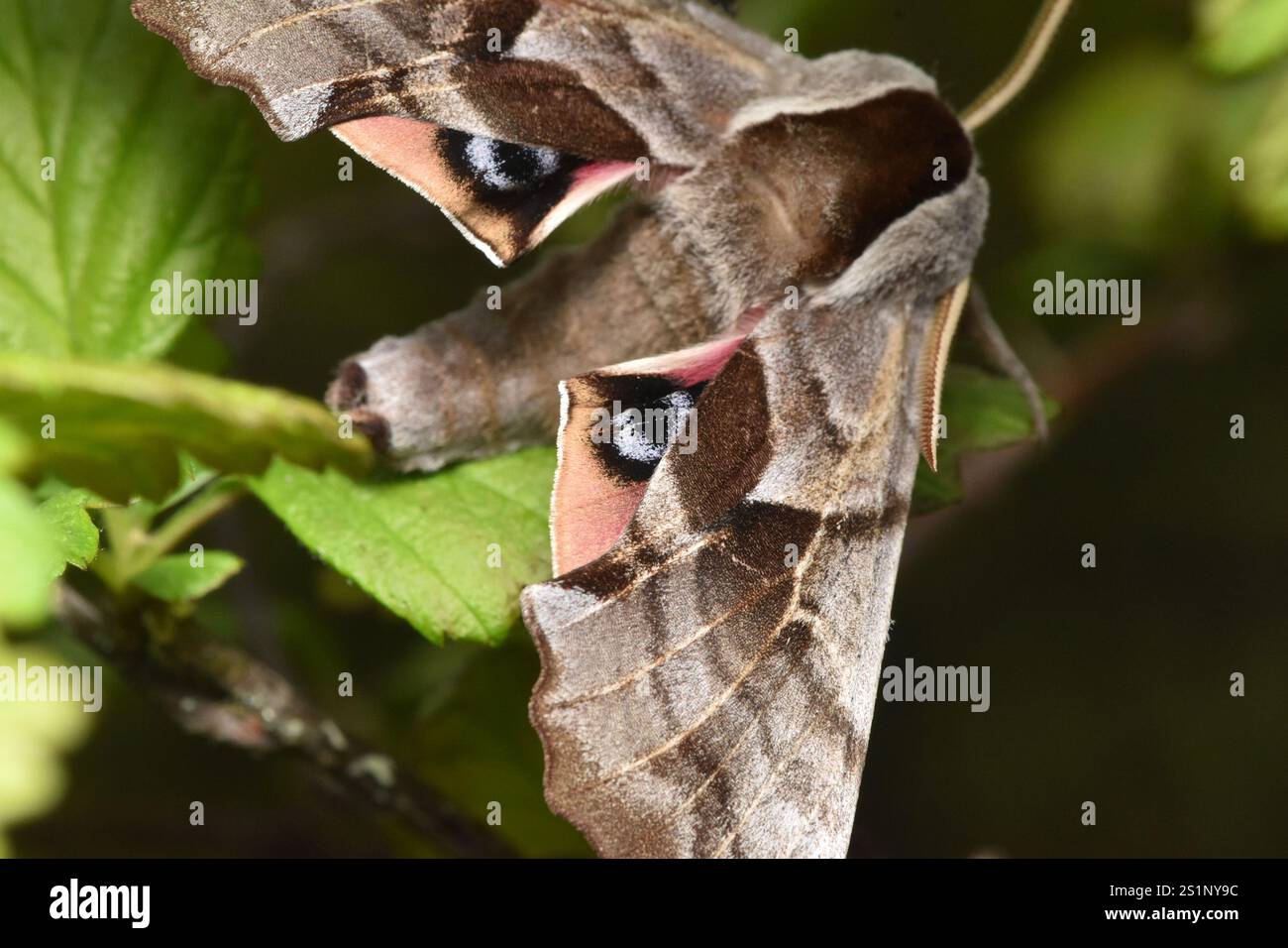 Western Eyed Sphinx (Smerinthus ophthalmica Stock Photo - Alamy
