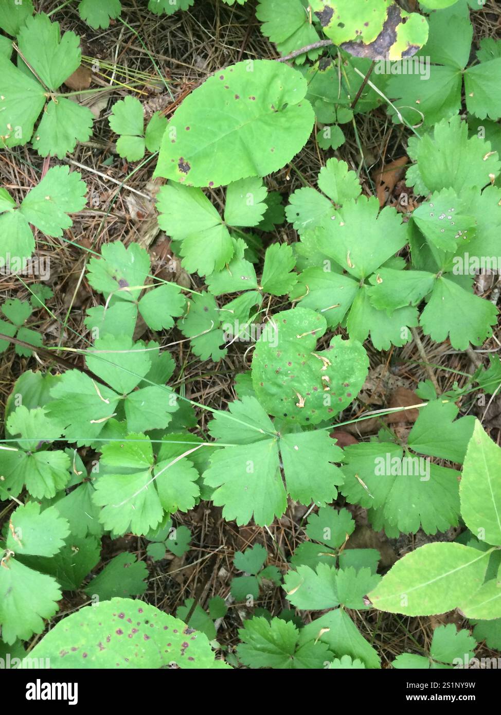 Appalachian barren-strawberry (Waldsteinia fragarioides Stock Photo - Alamy