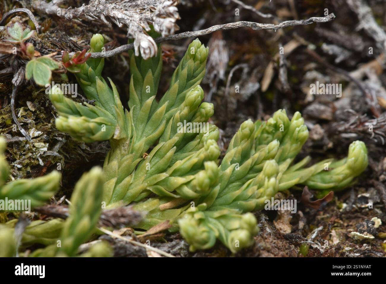 alpine clubmoss (Diphasiastrum alpinum Stock Photo - Alamy