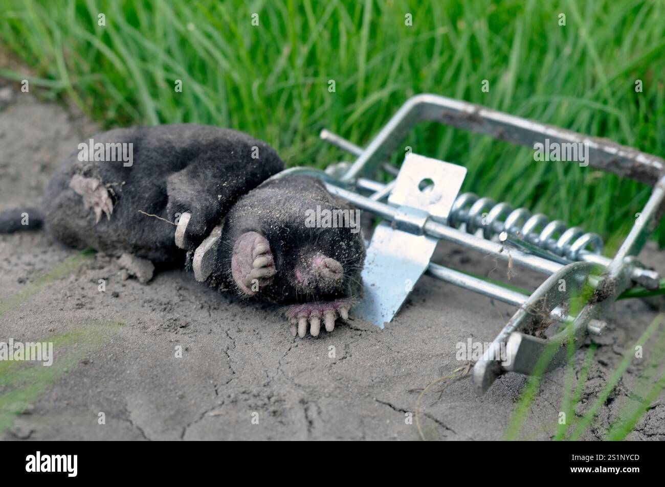 A dead mole in a trap lies on a green lawn. Catching lawn pests Stock ...