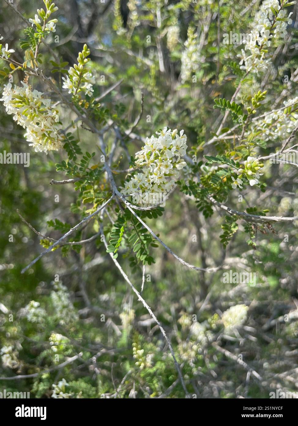 Texas Kidneywood (Eysenhardtia texana Stock Photo - Alamy