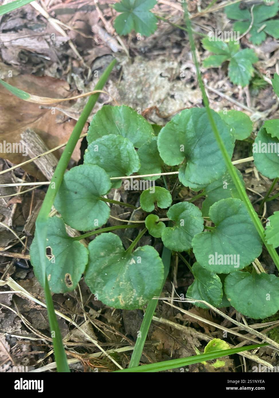 Appalachian violet (Viola appalachiensis Stock Photo - Alamy