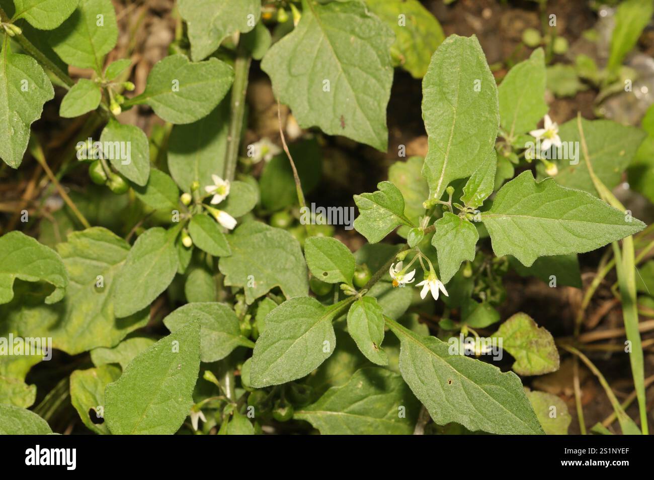 black nightshade (Solanum nigrum Stock Photo - Alamy