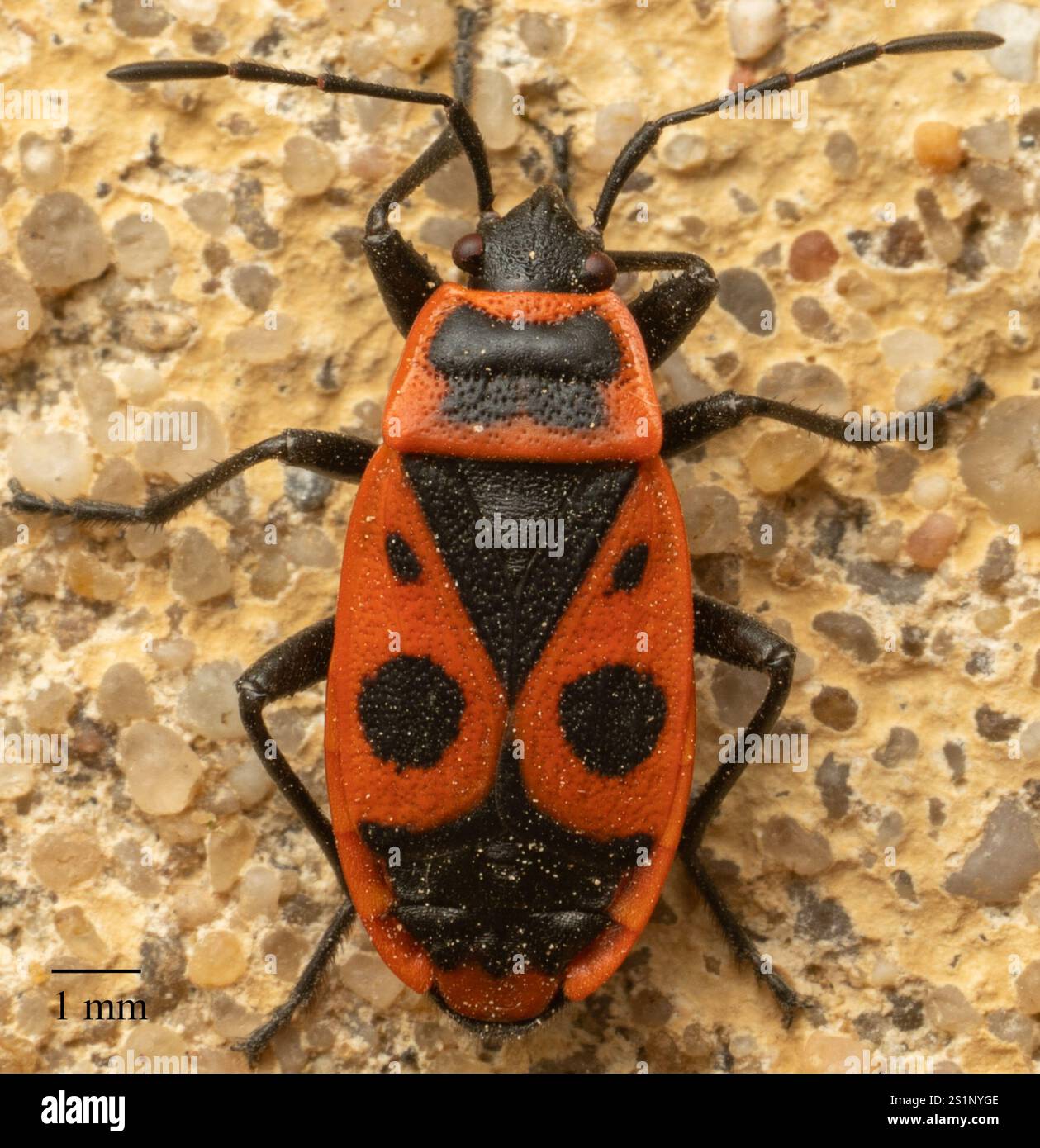 European Firebug (Pyrrhocoris apterus Stock Photo - Alamy