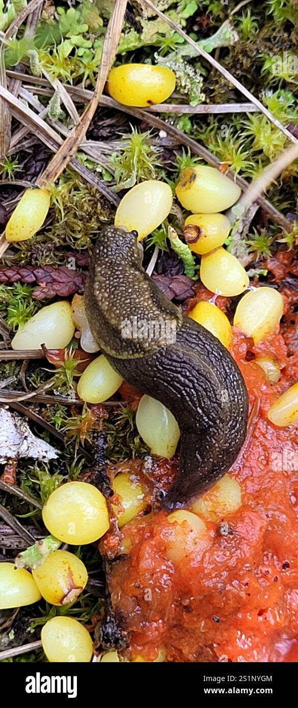 Reticulate Taildropper (Prophysaon andersonii Stock Photo - Alamy