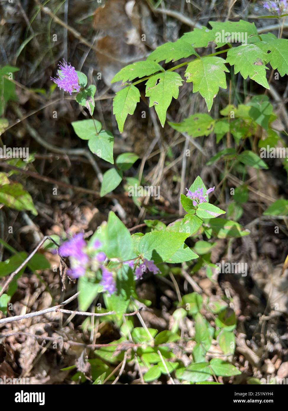 common dittany (Cunila origanoides Stock Photo - Alamy