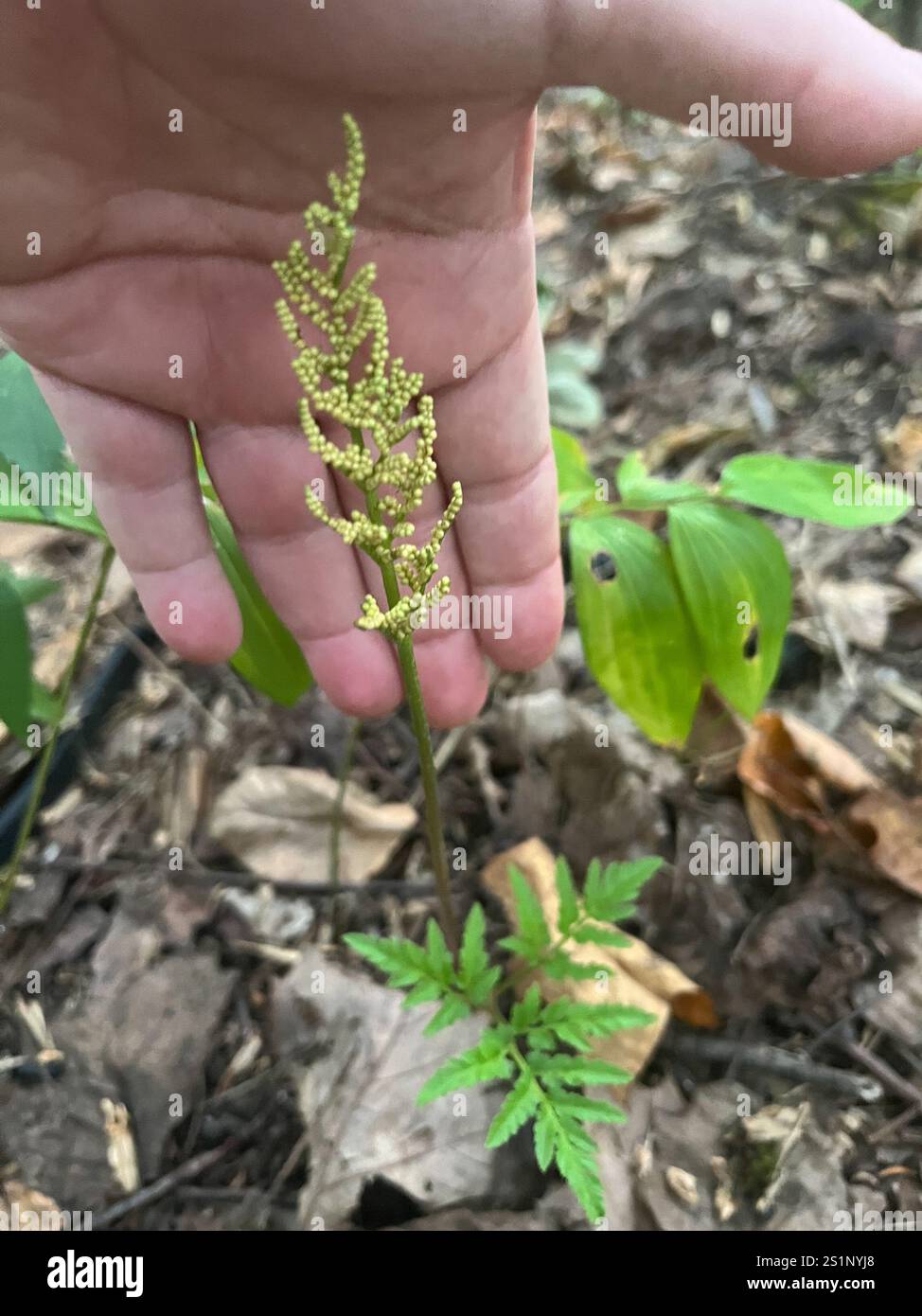 Cutleaf Grapefern (Sceptridium dissectum Stock Photo - Alamy