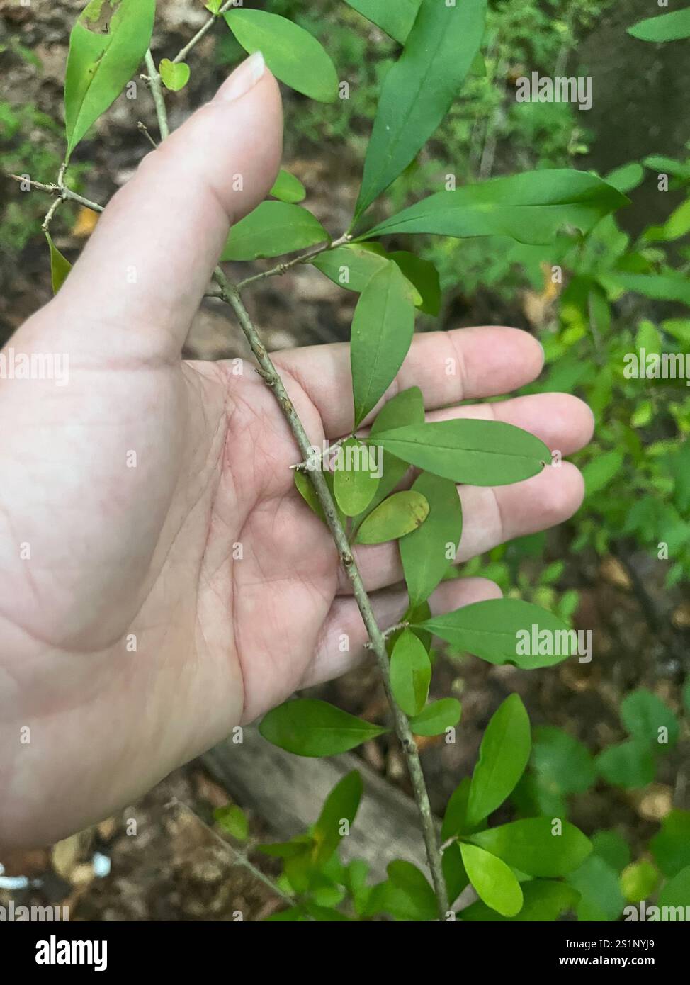 border privet (Ligustrum obtusifolium Stock Photo - Alamy