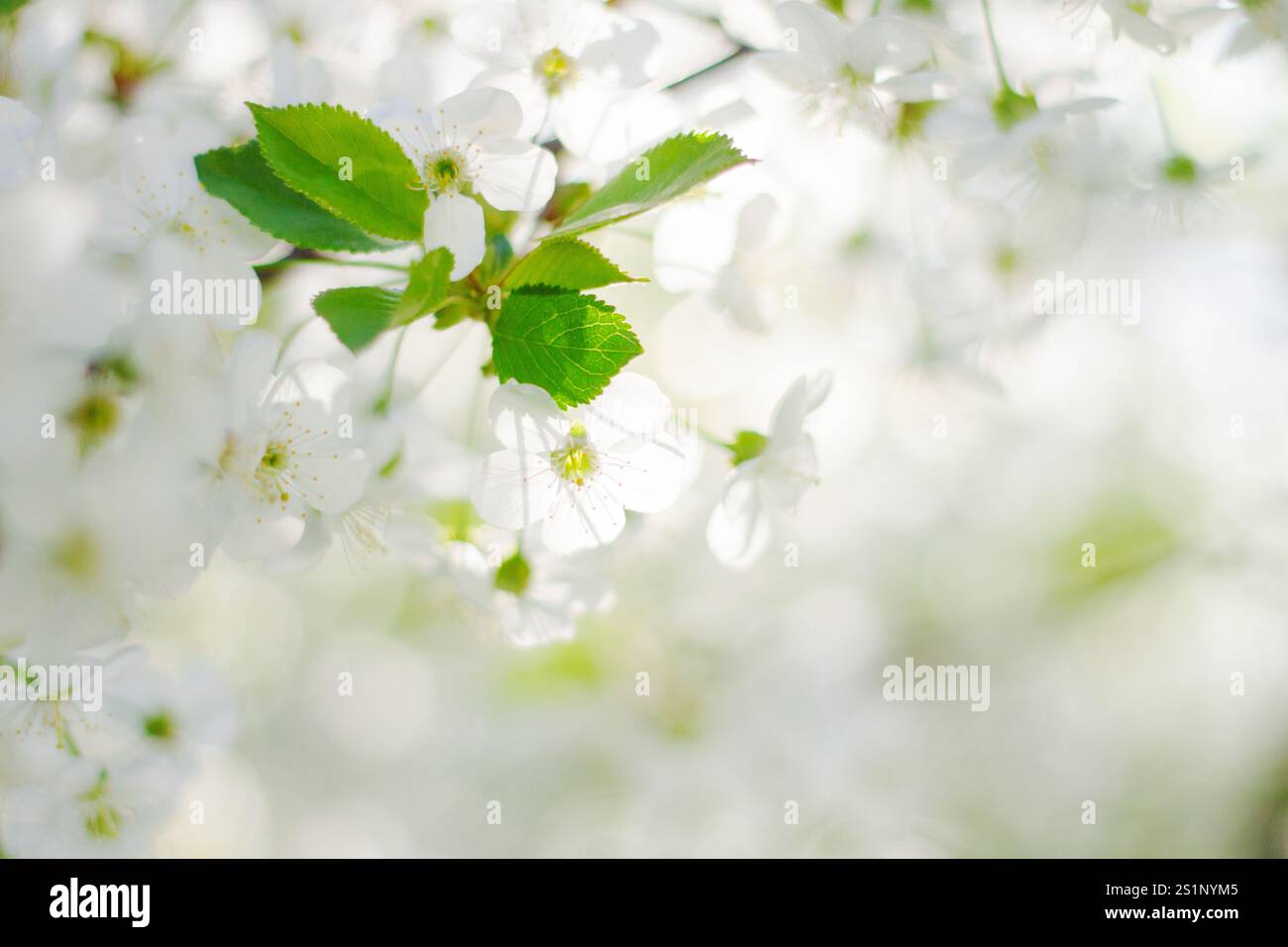Sunset cherry blossoms hi-res stock photography and images - Alamy