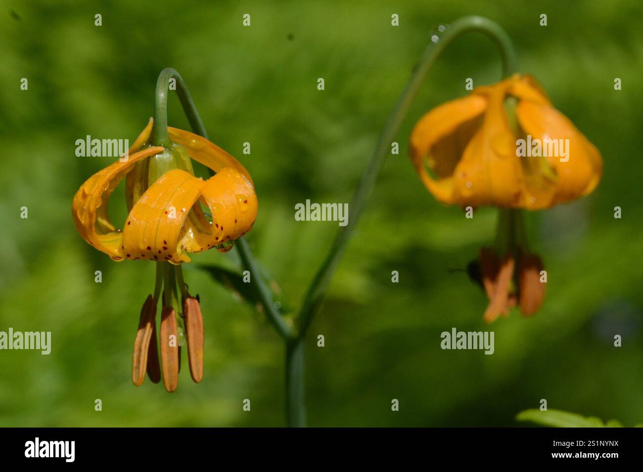 Columbia lily (Lilium columbianum Stock Photo - Alamy