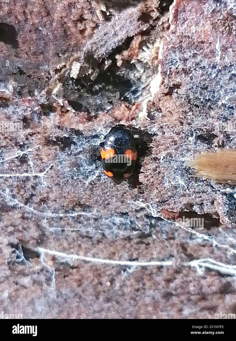 Orange-spotted Scaphidium (Scaphidium quadrimaculatum Stock Photo - Alamy