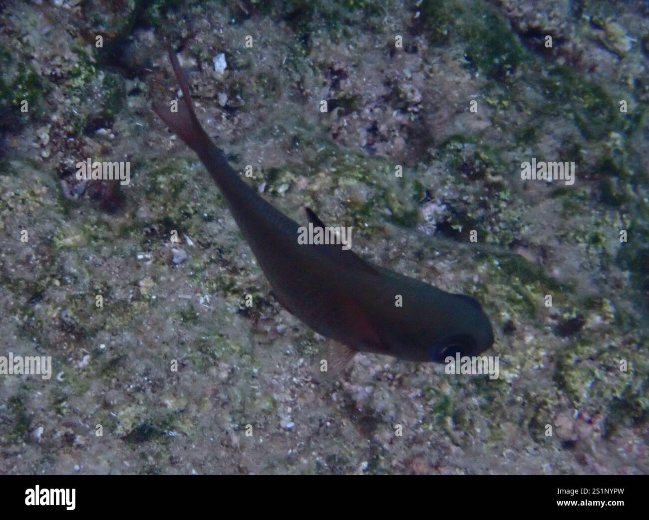 Rhomboid Sweeper (Pempheris rhomboidea Stock Photo - Alamy