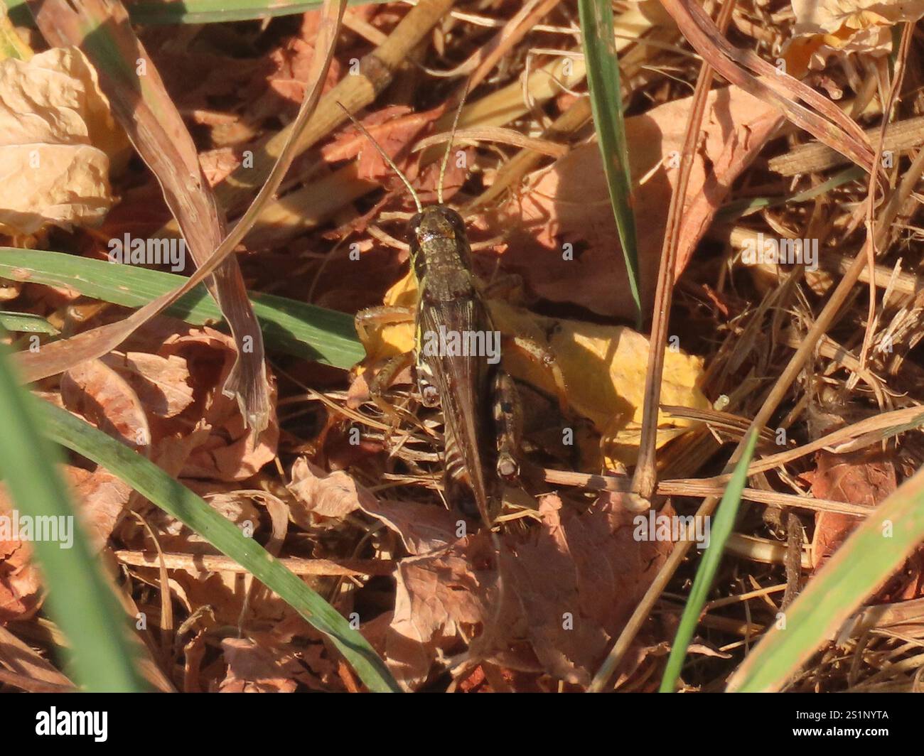 Migratory Grasshopper (Melanoplus sanguinipes Stock Photo - Alamy