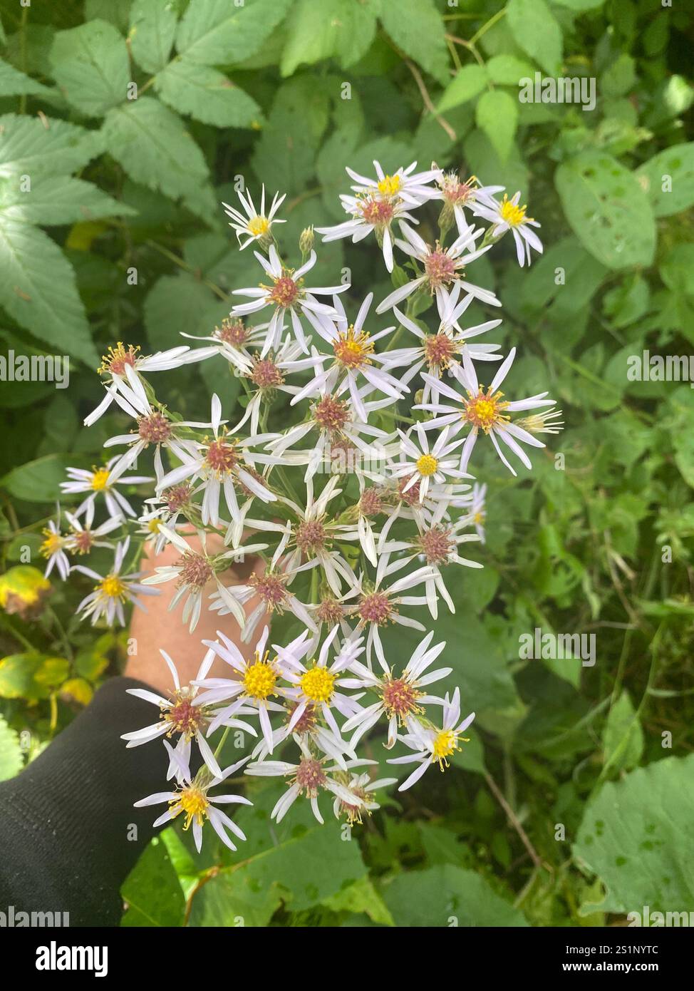 large-leaved aster (Eurybia macrophylla Stock Photo - Alamy