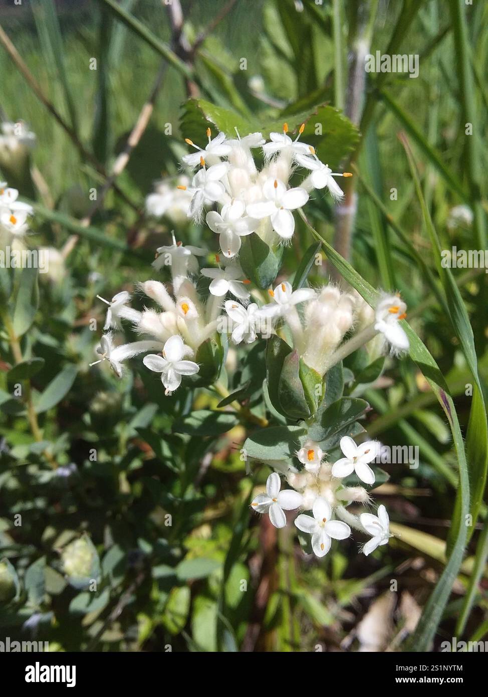 Common Rice-flower (Pimelea humilis Stock Photo - Alamy
