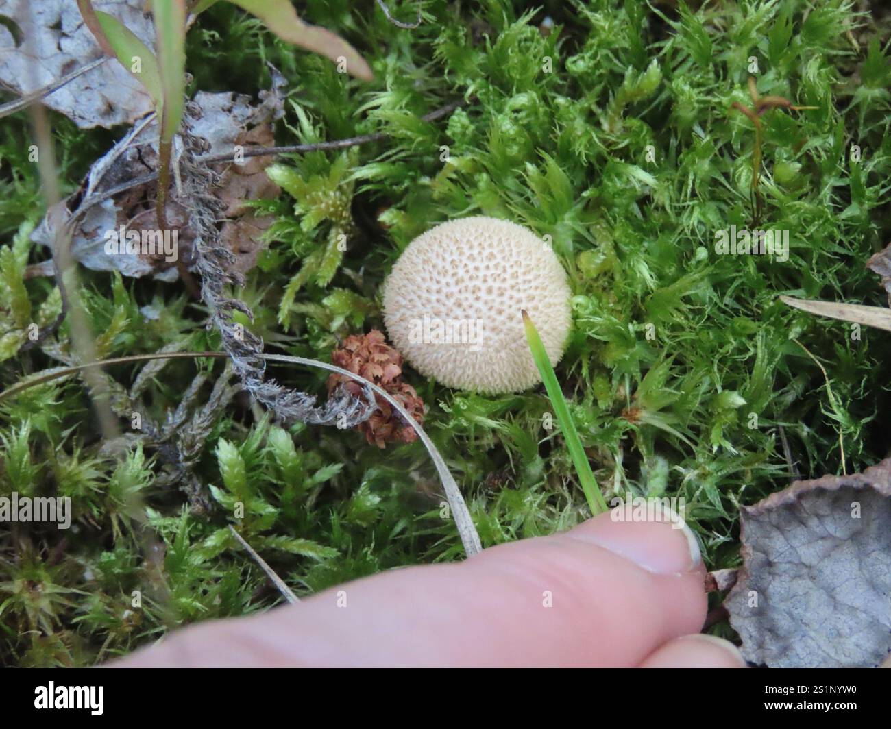 Pear-shaped Puffball (Apioperdon pyriforme Stock Photo - Alamy