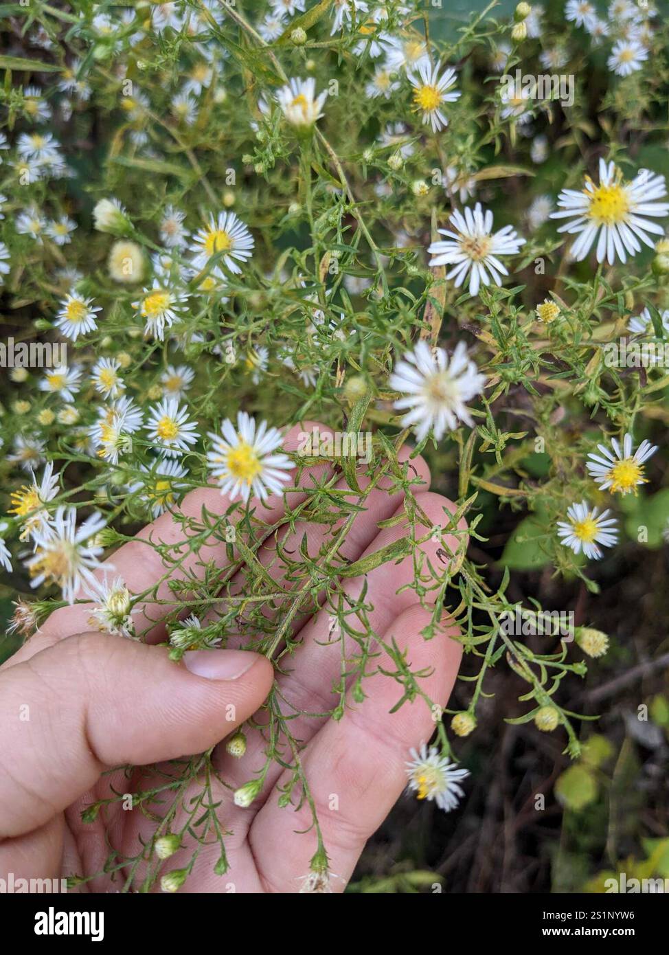 panicled aster (Symphyotrichum lanceolatum Stock Photo - Alamy