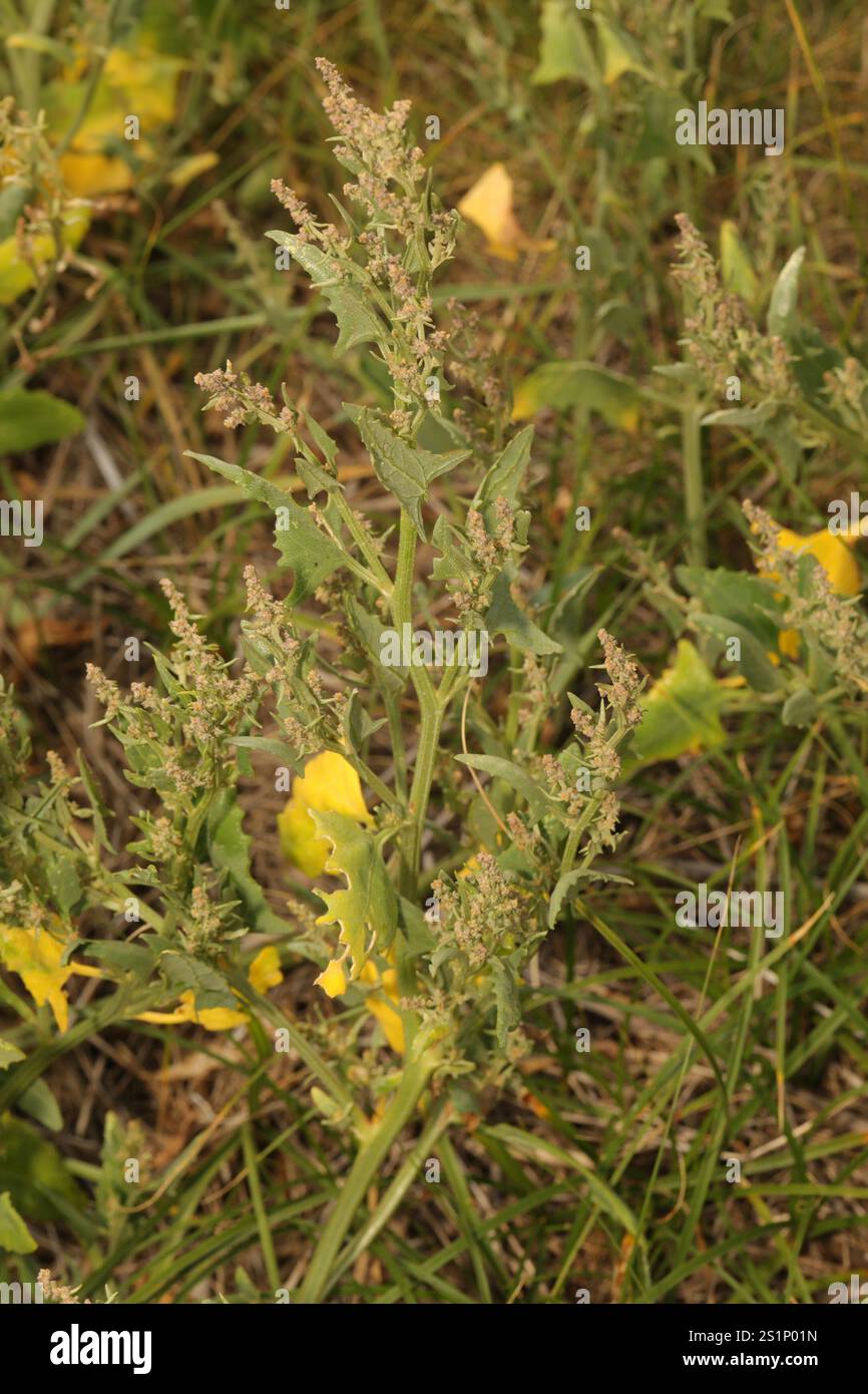 Common Orache (Atriplex patula Stock Photo - Alamy