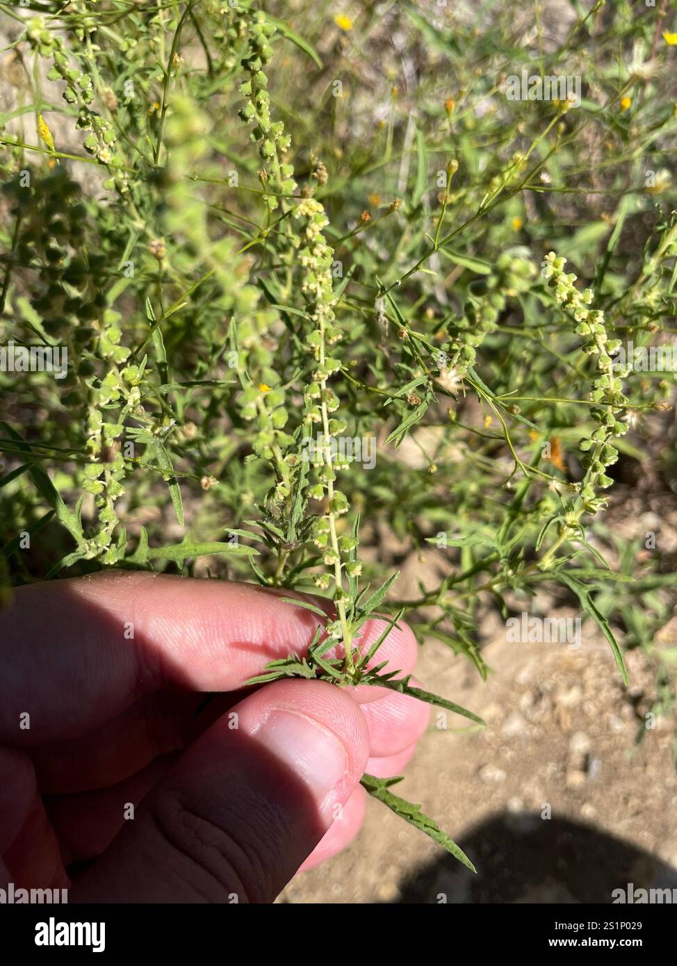 western ragweed (Ambrosia psilostachya Stock Photo - Alamy