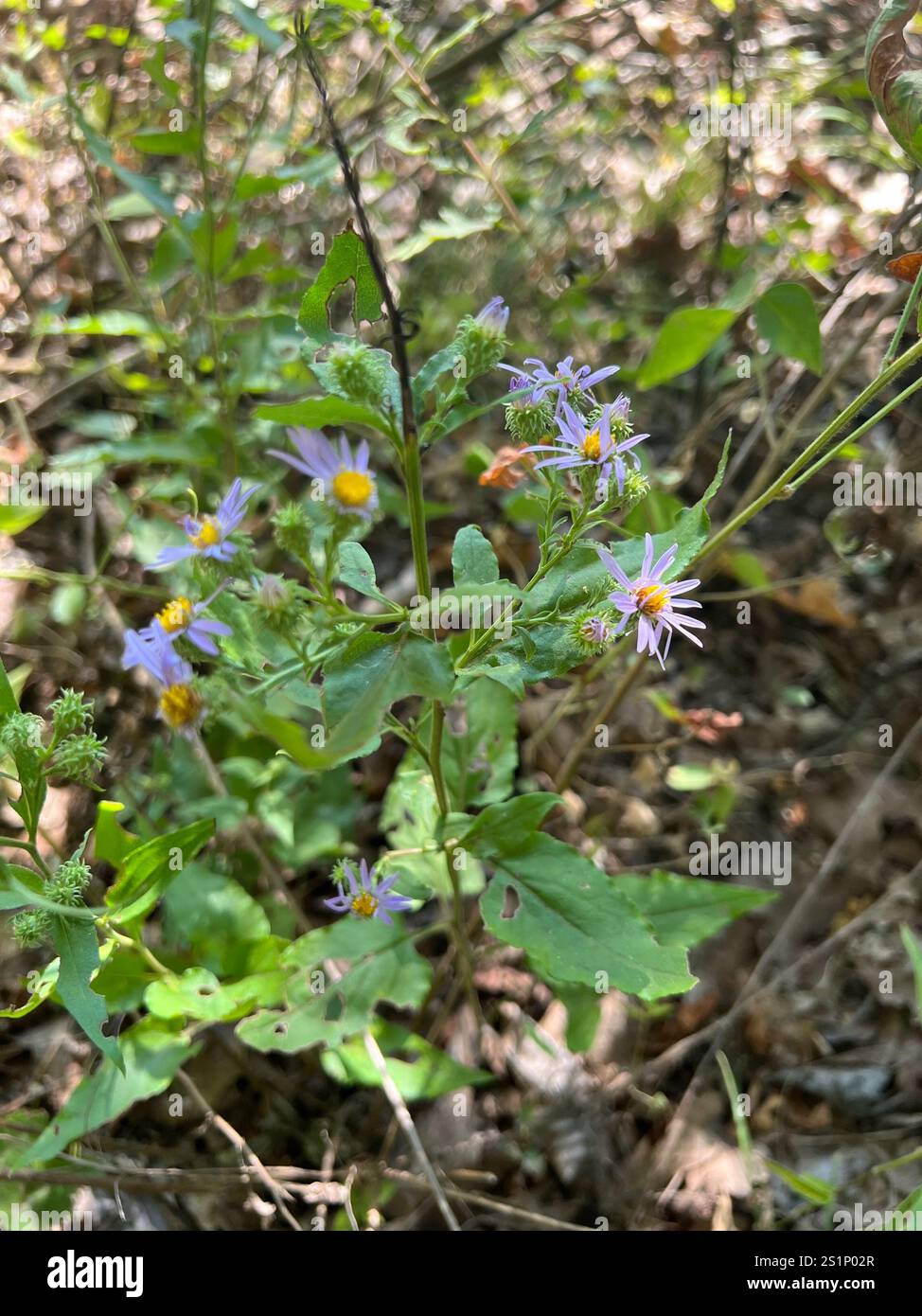 manyray aster (Symphyotrichum anomalum Stock Photo - Alamy