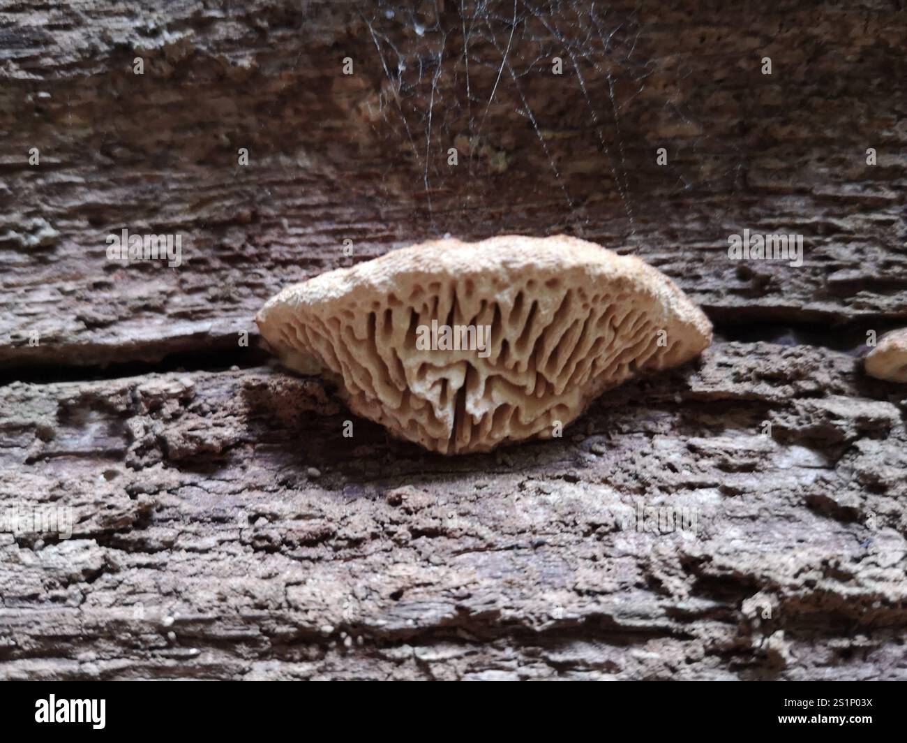 Oak mazegill (Fomitopsis quercina Stock Photo - Alamy