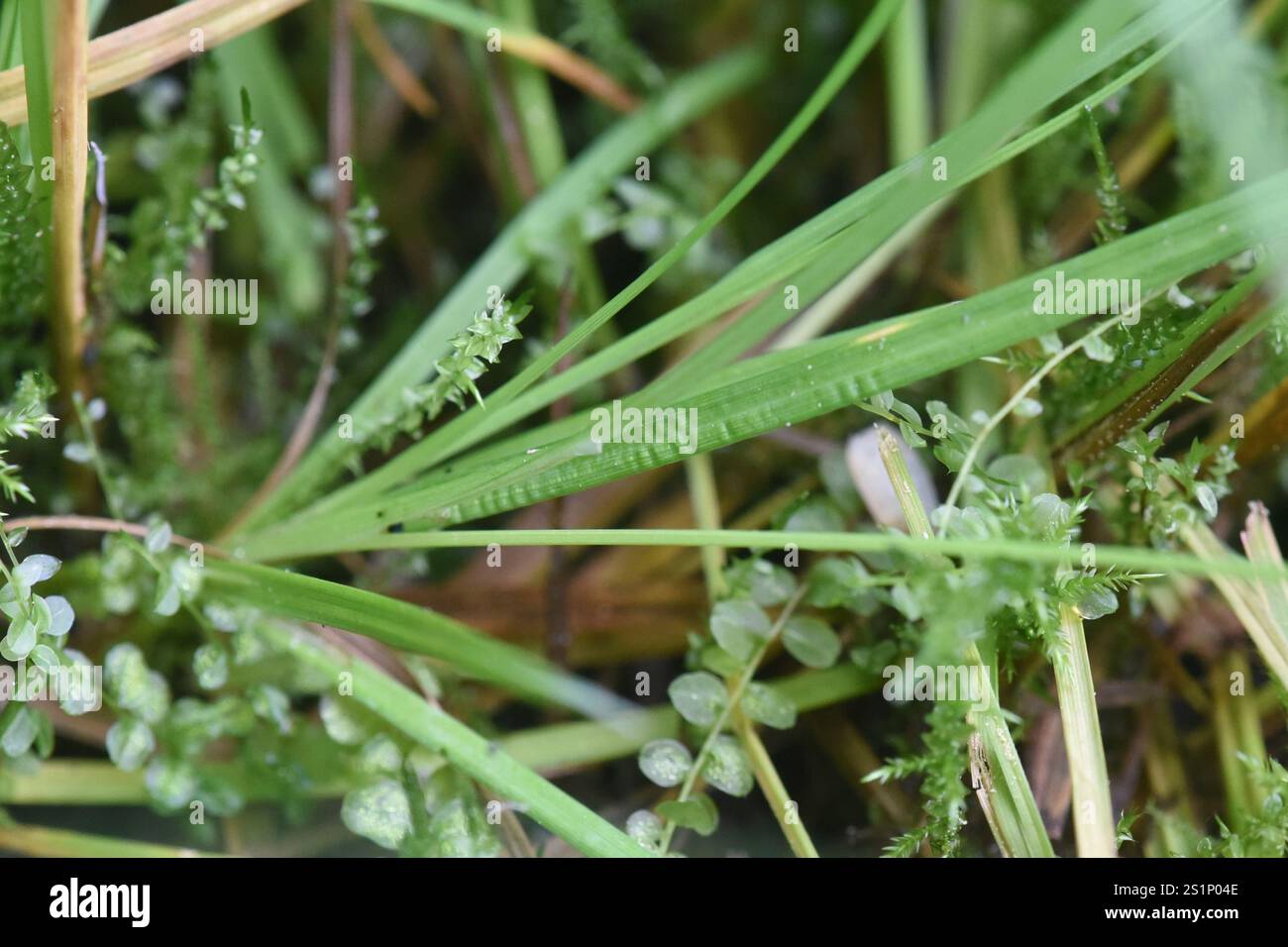Tall Bog-sedge (Carex magellanica Stock Photo - Alamy