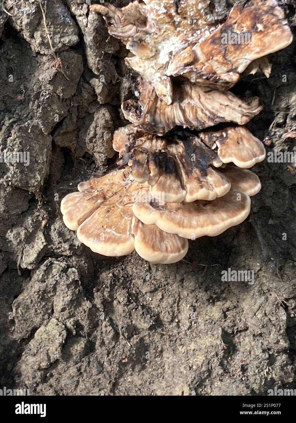 Giant Polypore (Meripilus giganteus Stock Photo - Alamy