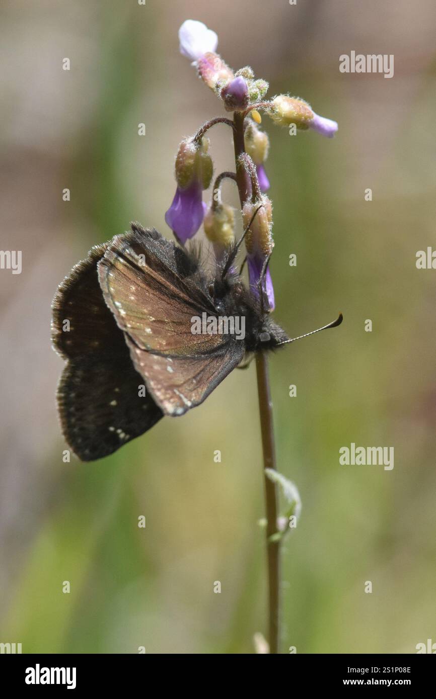 Persius Duskywing (Erynnis persius Stock Photo - Alamy