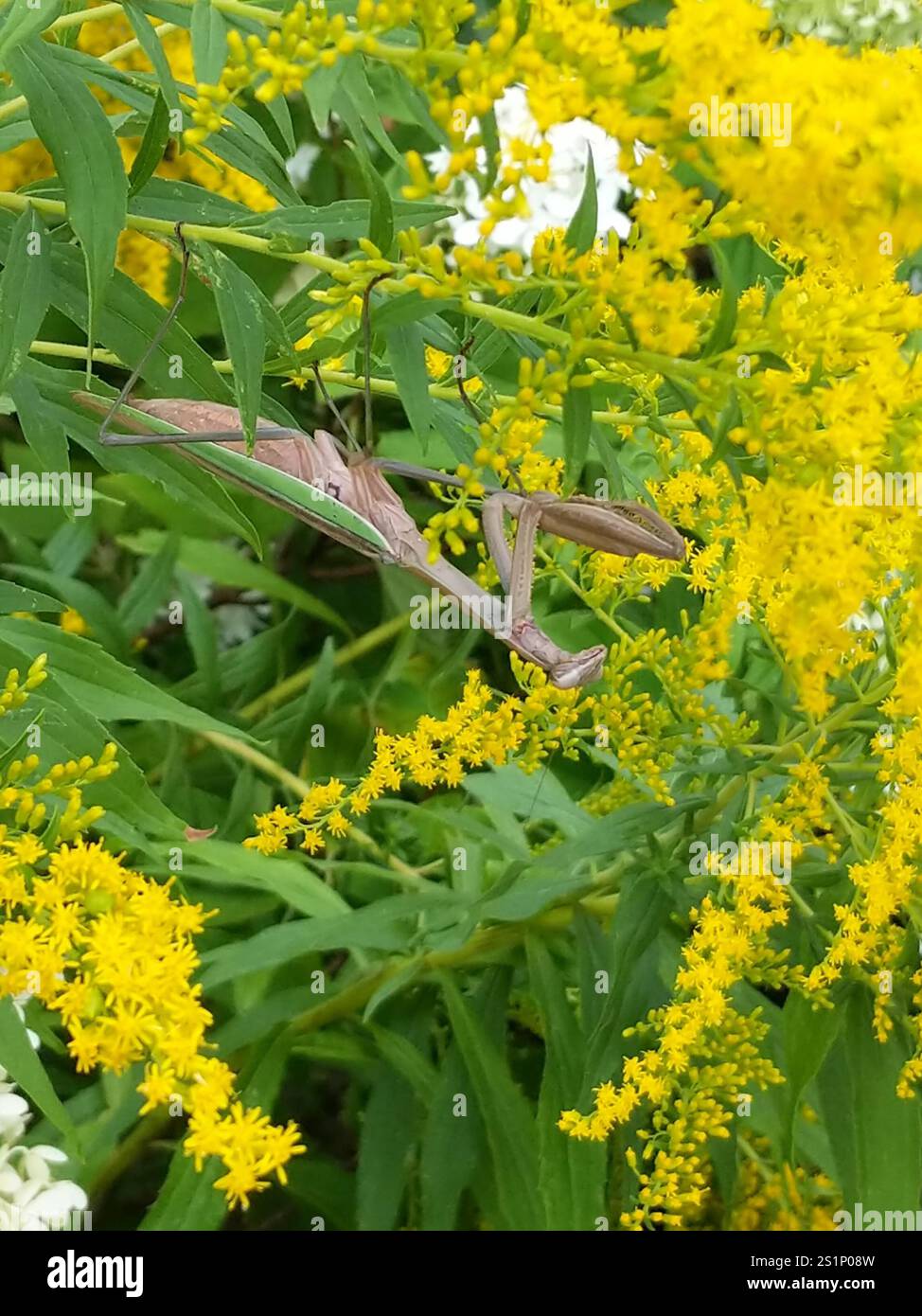 Chinese Mantis (Tenodera sinensis Stock Photo - Alamy