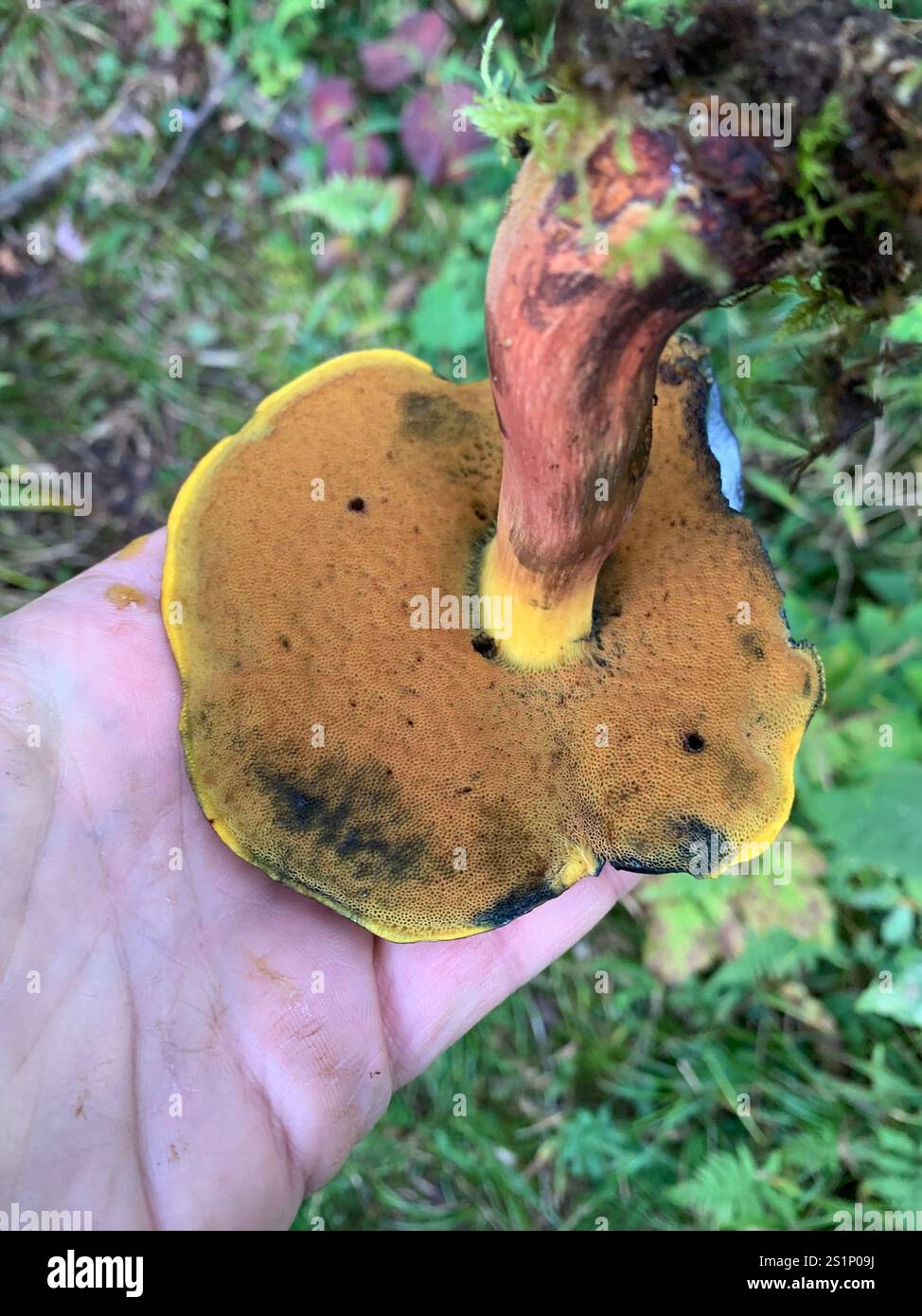 Red-mouth Bolete (Neoboletus subvelutipes Stock Photo - Alamy