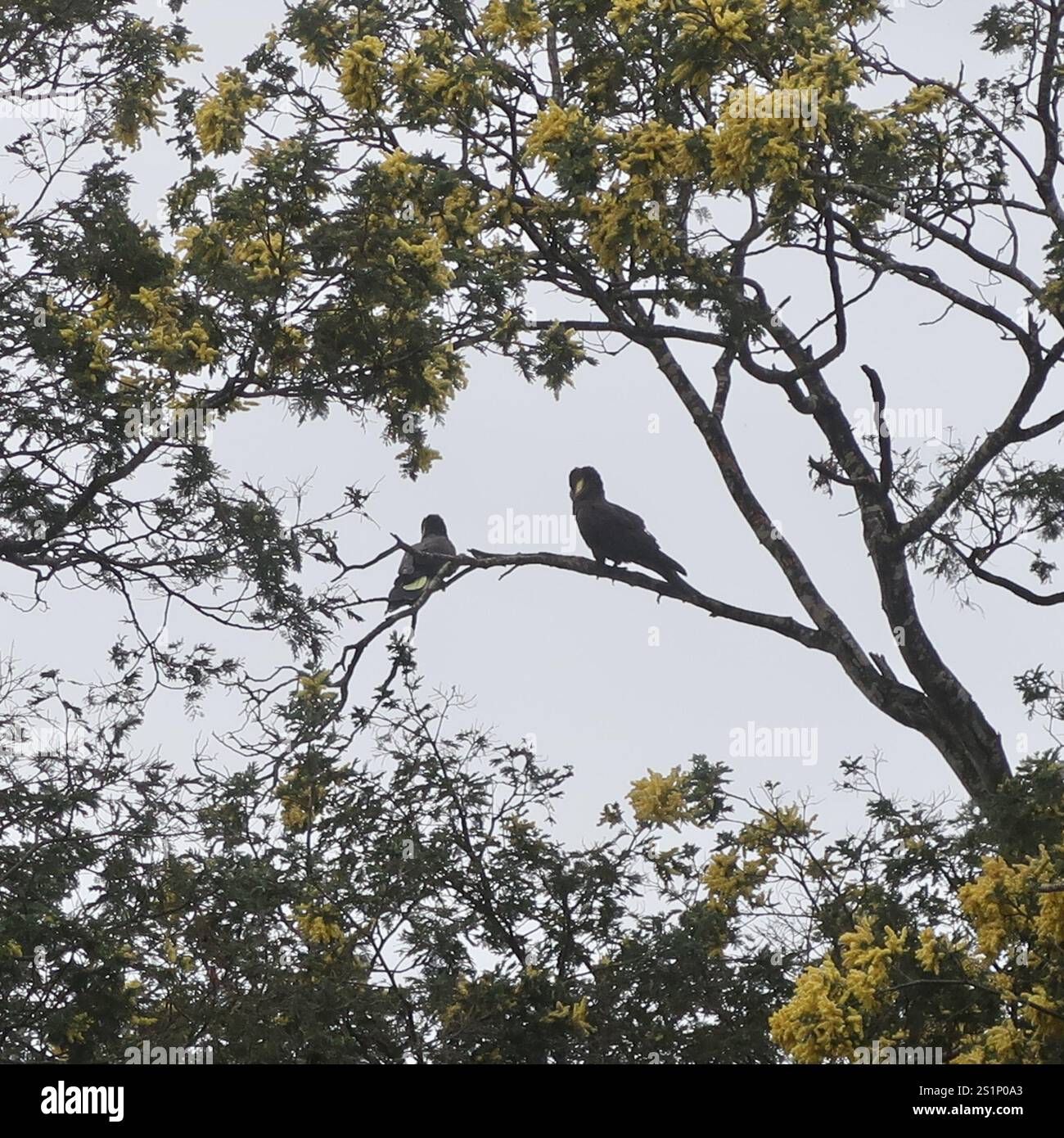 Yellow-tailed Black Cockatoo (Zanda funerea Stock Photo - Alamy