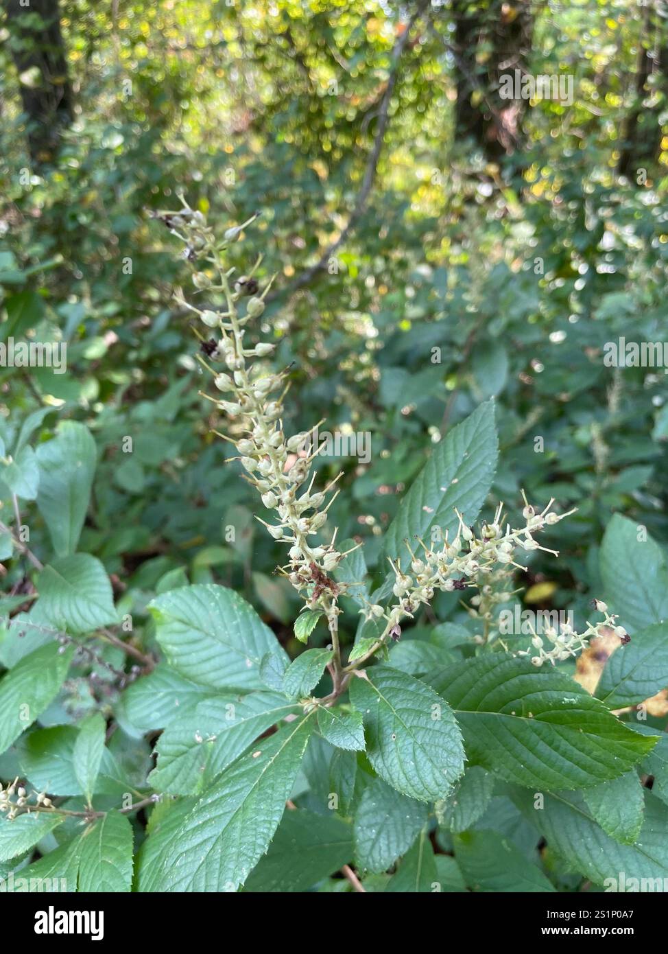Sweet Pepperbush (Clethra alnifolia Stock Photo - Alamy