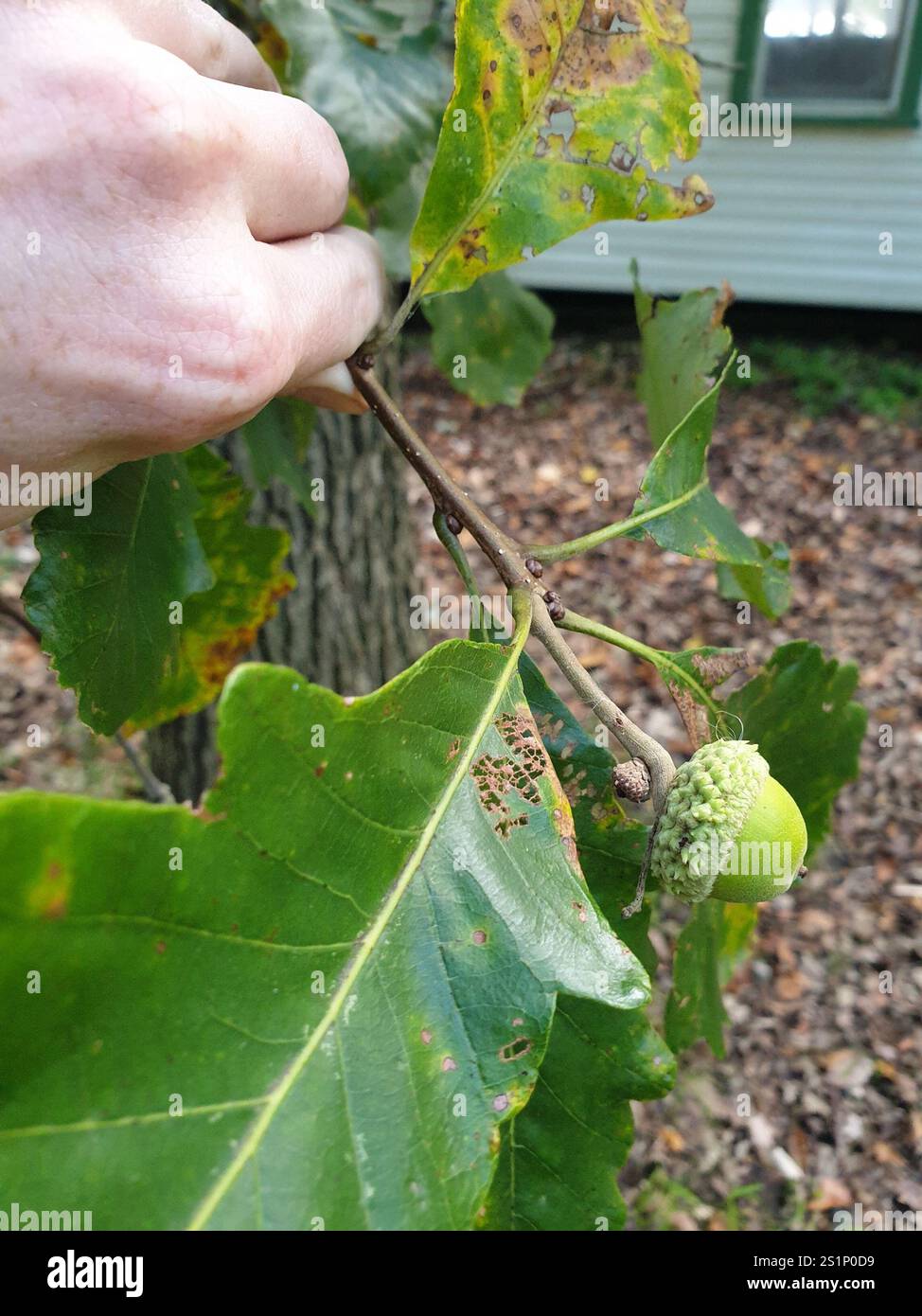 swamp white oak (Quercus bicolor Stock Photo - Alamy