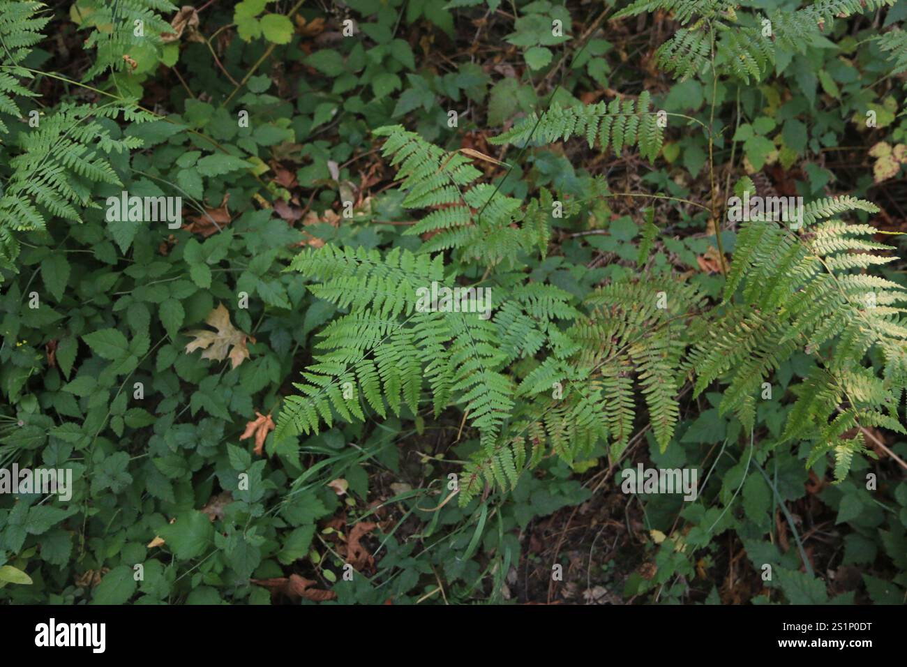 common bracken (Pteridium aquilinum Stock Photo - Alamy