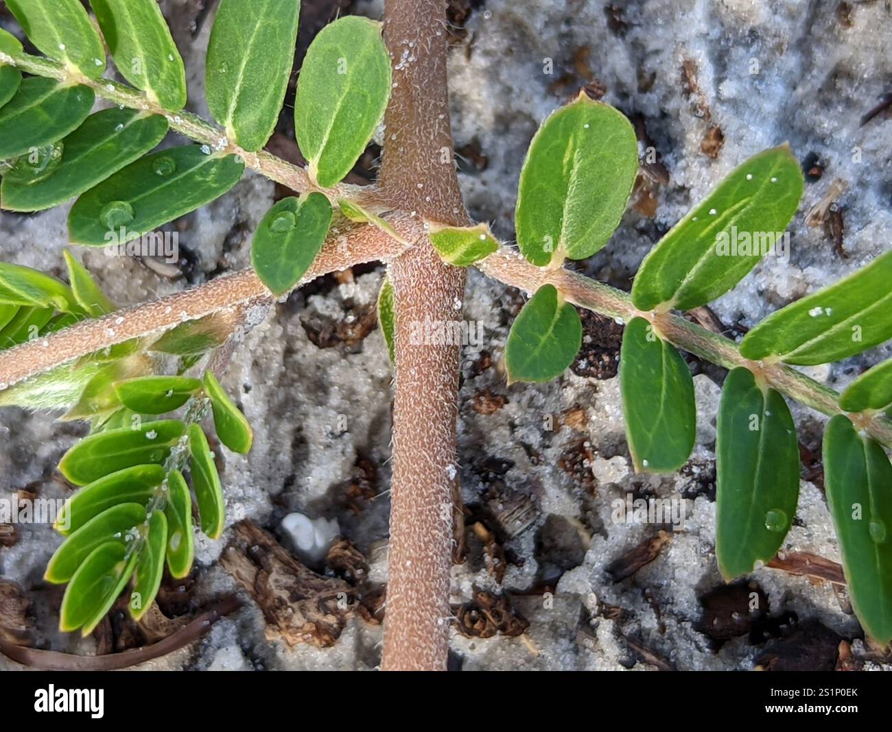 Jamaican feverplant (Tribulus cistoides Stock Photo - Alamy