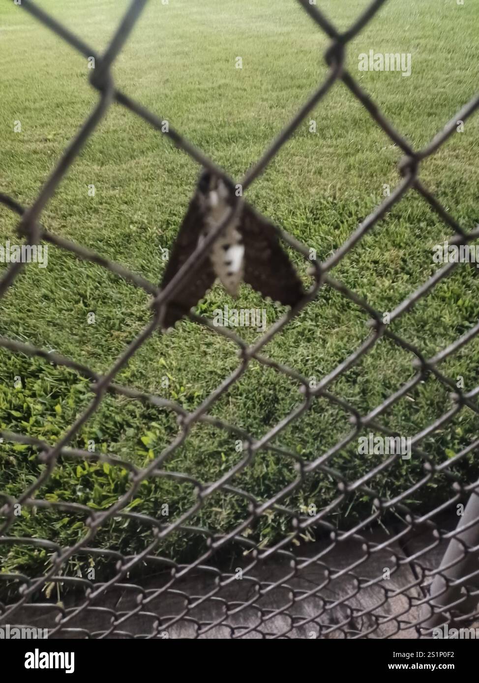 Sphinx Moths (Sphingidae Stock Photo - Alamy