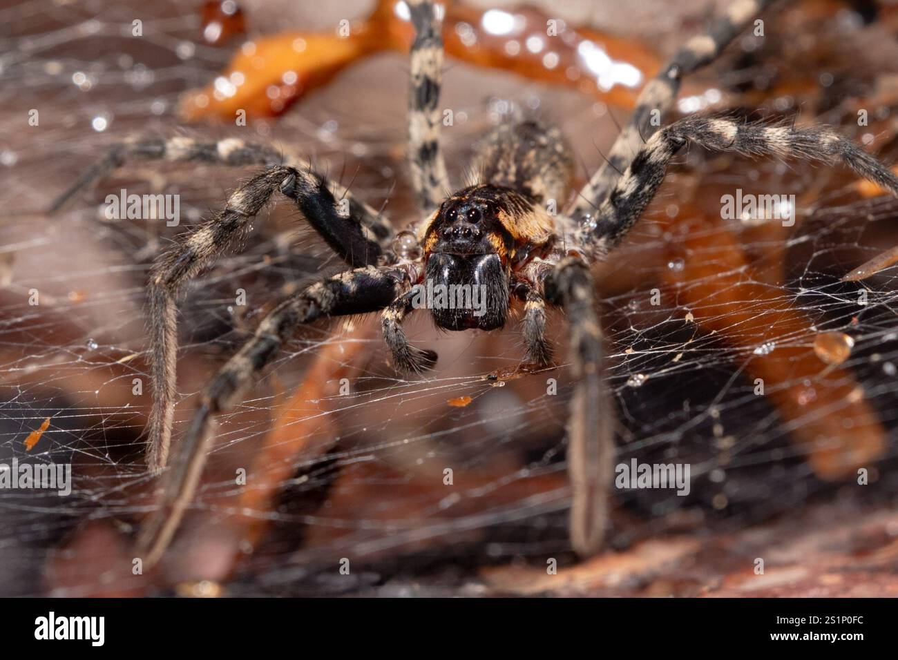 Lake Placid Funnel Wolf Spider (Sosippus placidus Stock Photo - Alamy